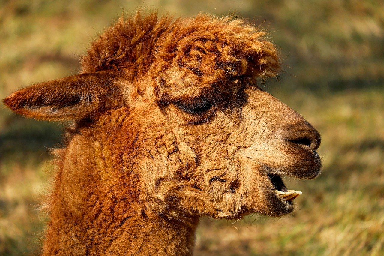 150+ Hilarious Alpaca Puns That Will Have You Laughing Out Loud