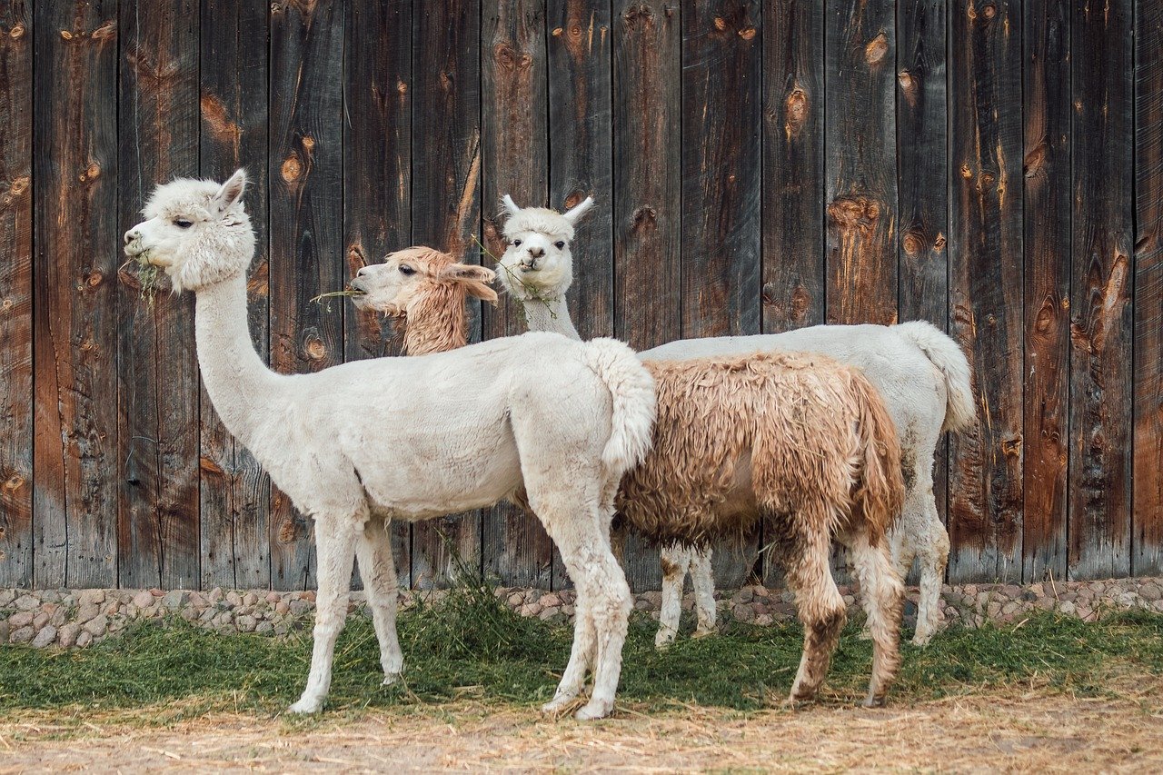 150+ Hilarious Alpaca Puns That Will Have You Laughing Out Loud