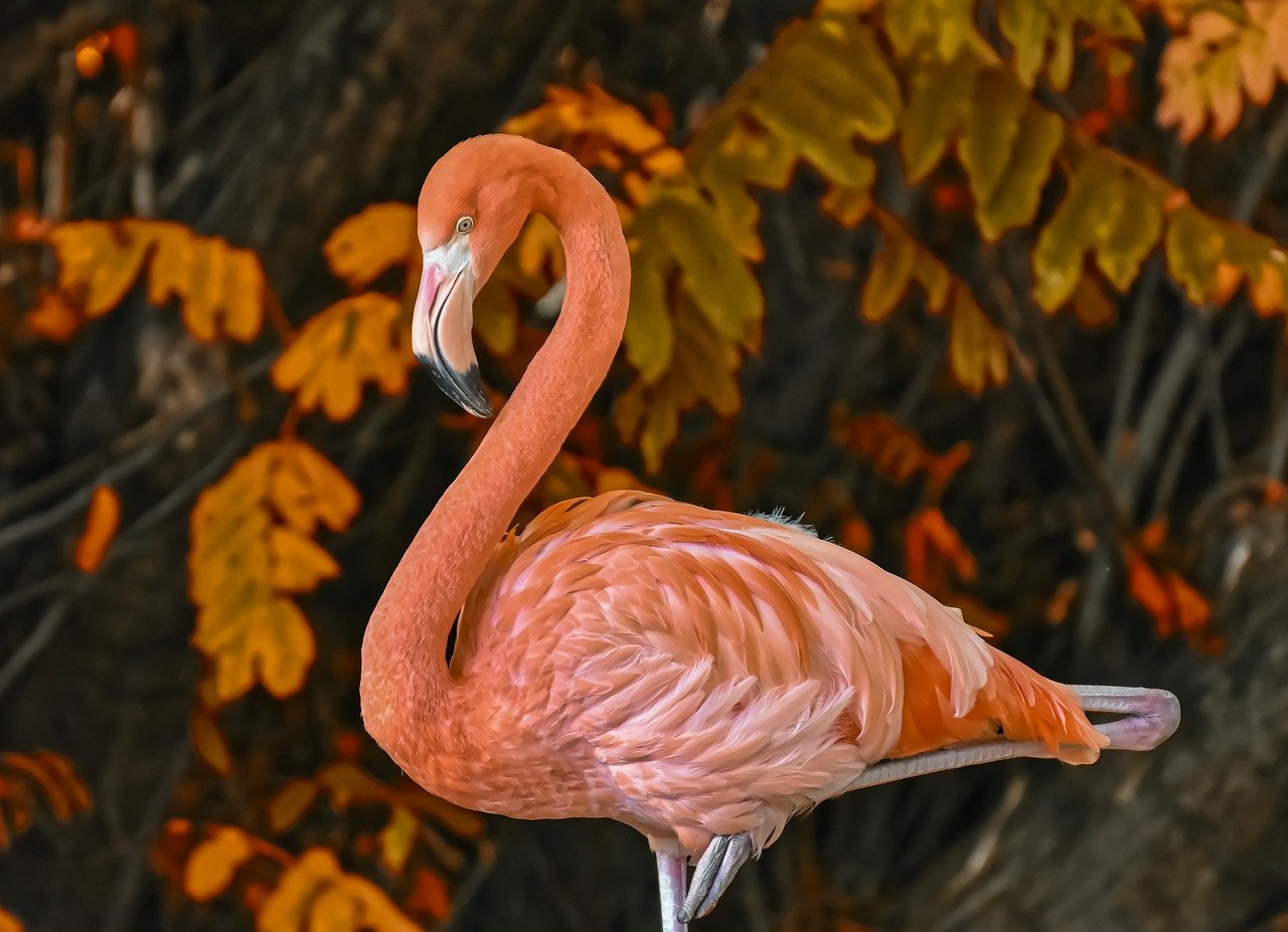 215+ Hilarious Flamingo Puns That Will Make You Laugh Out Loud