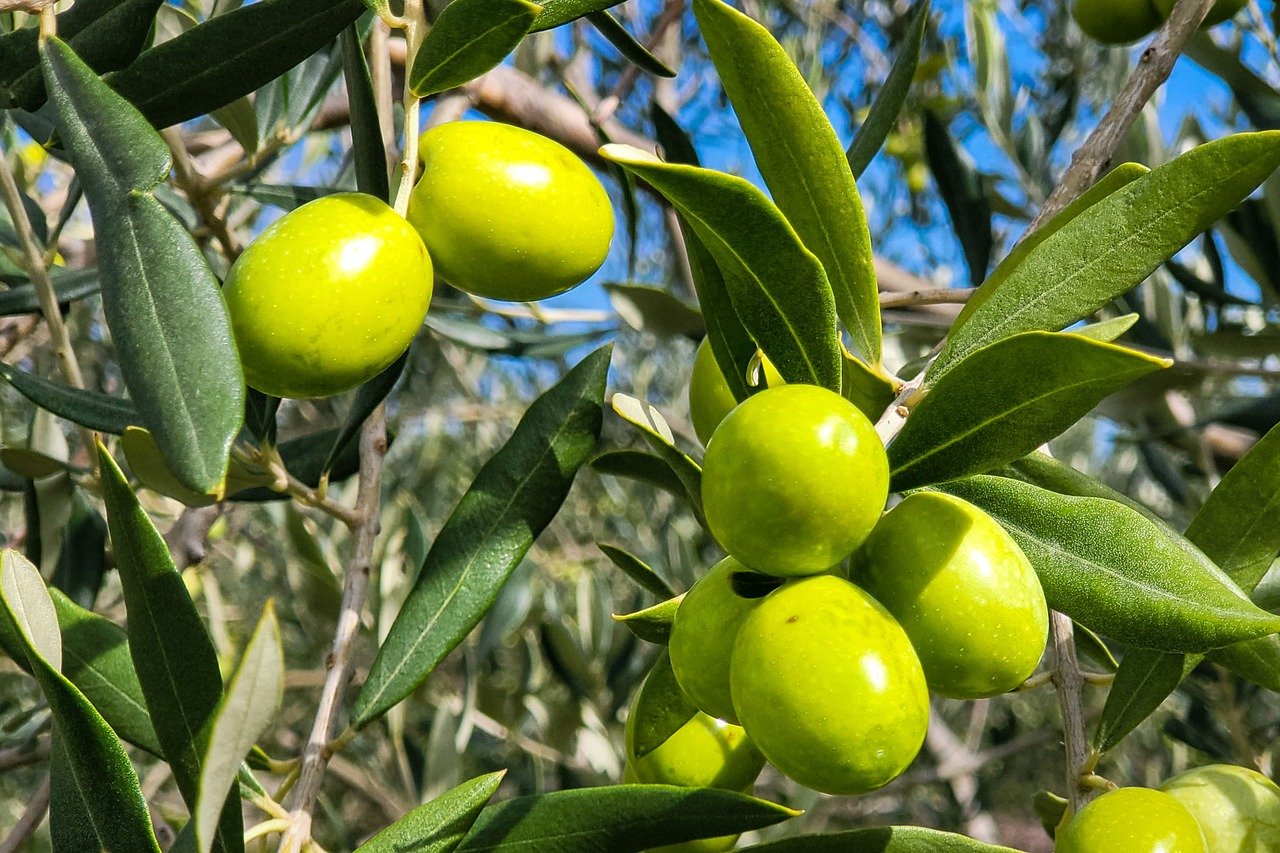 100+ Hilarious Olive Puns That Will Make You Laugh Out Loud