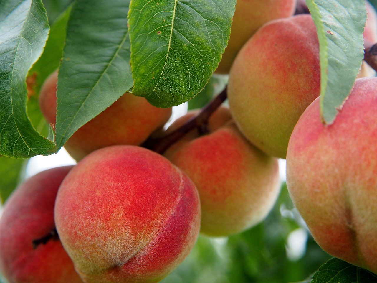 175 Peach Puns That Are Simply Just Peachy