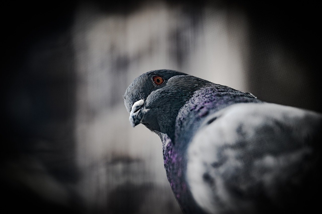 145+ Hilarious Pigeon Puns That Will Have You Laughing Out Loud