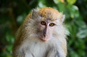 200+ Monkey Jokes That Are So Funny You Will Laugh Out Loud