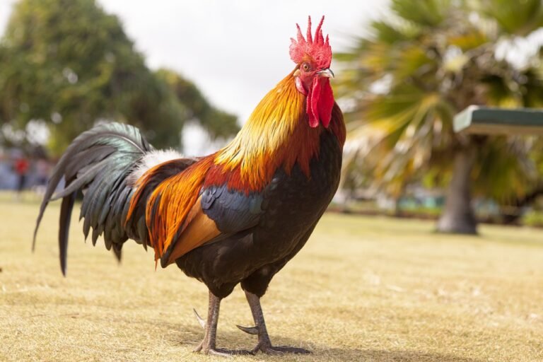 175 Rooster Puns That Will Wake You Right Up