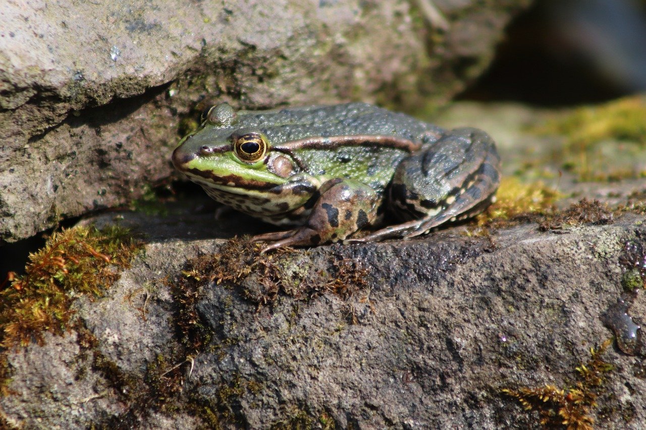 125 Frog Puns That Will Have You Hopping with Laughter