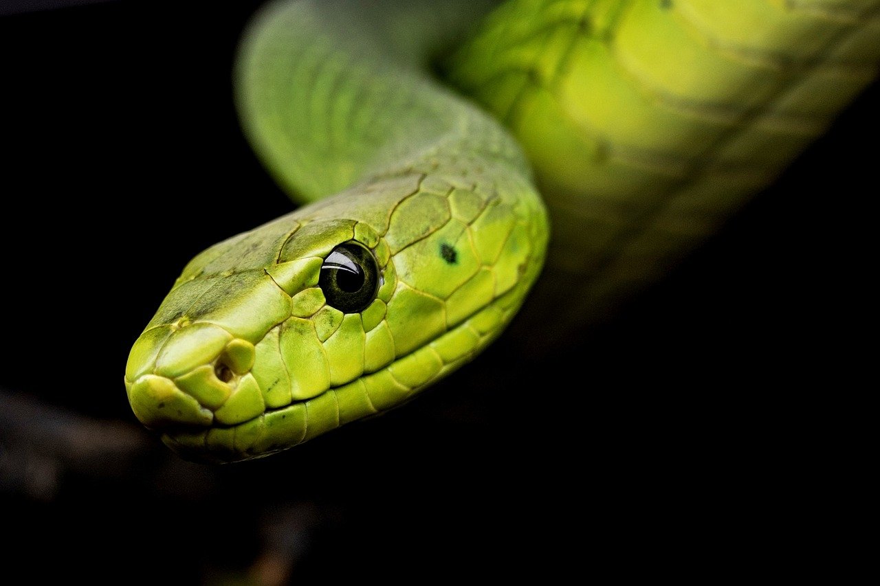 125 Snake Puns That Will Have You Hissing with Laughter