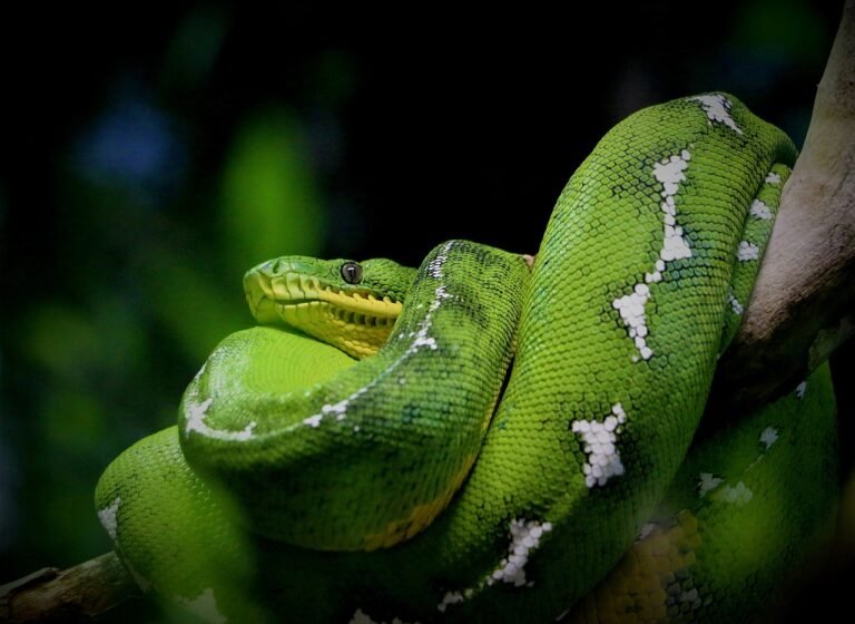 125 Snake Puns That Will Have You Hissing with Laughter