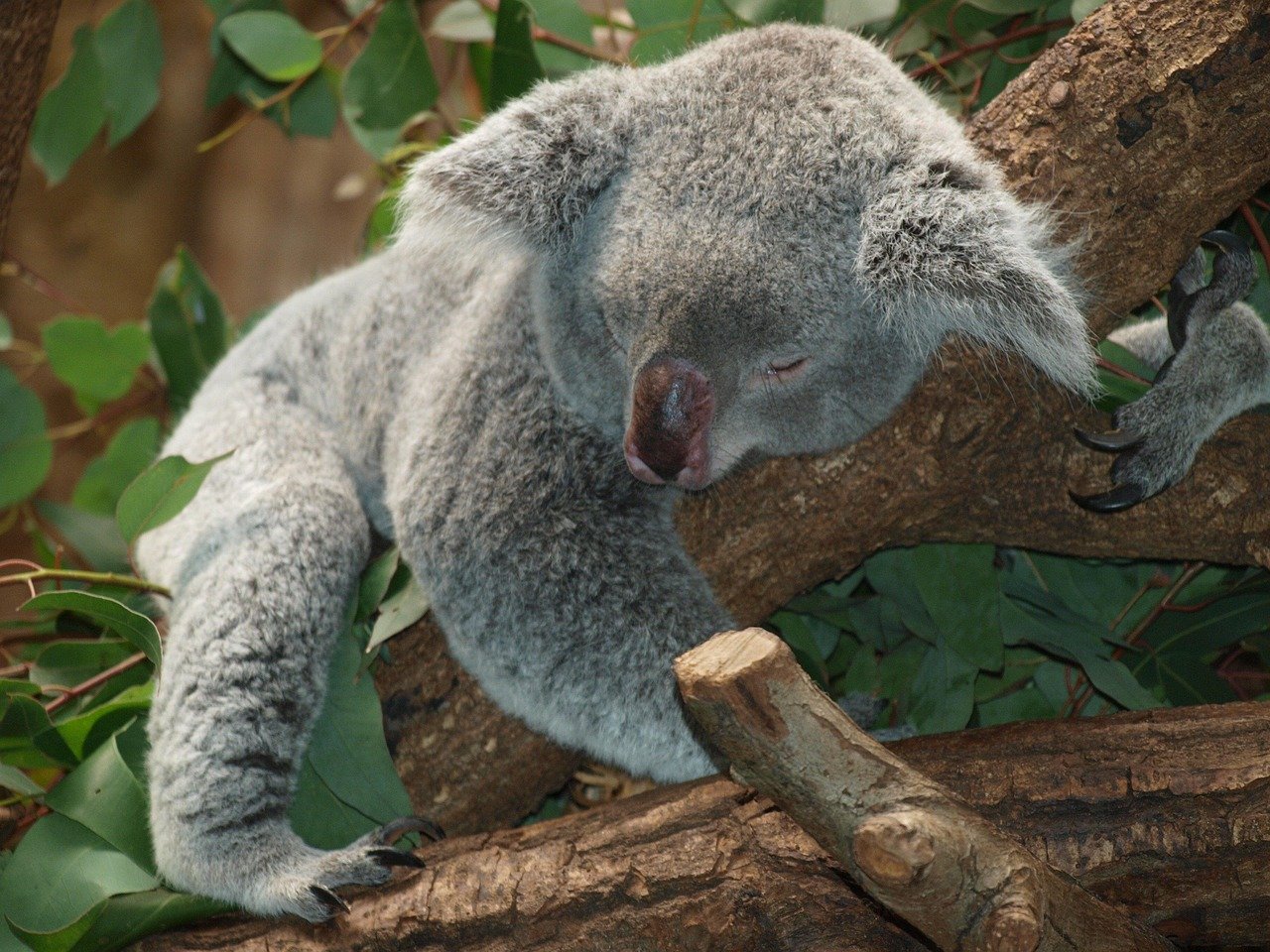 175 Koala Puns That Will Leaf You Feeling Euc-a-Laugh-tus