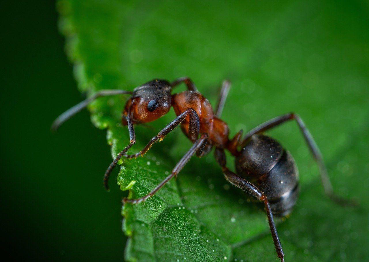 70 Ant Puns That Will Have You Crawling with Laughter
