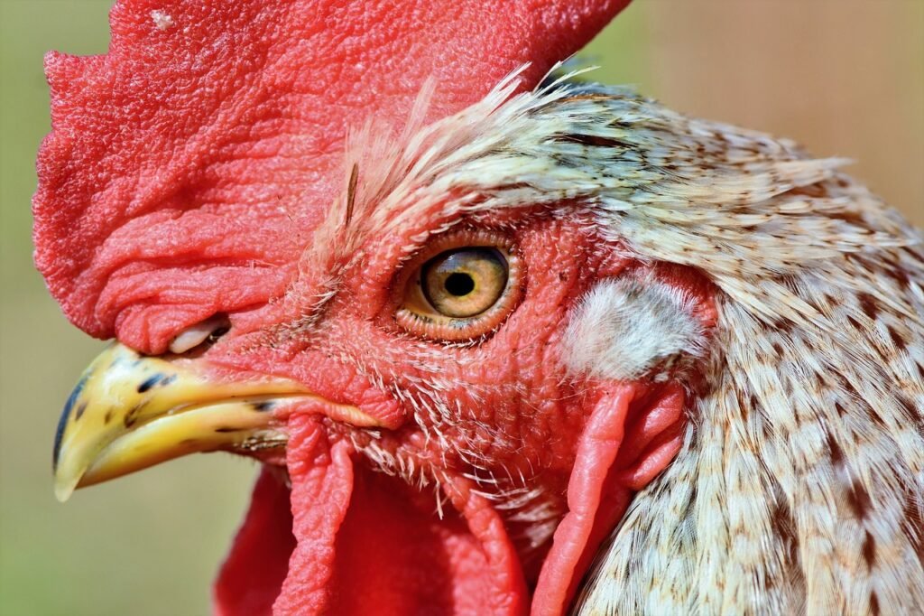 175 Rooster Puns That Will Wake You Right Up
